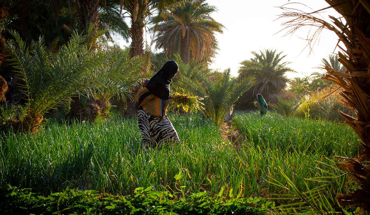 Sahel Alliance provides strong support to G5 Sahel climate programmes